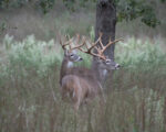 Homepage | Record Rack Deer Feed