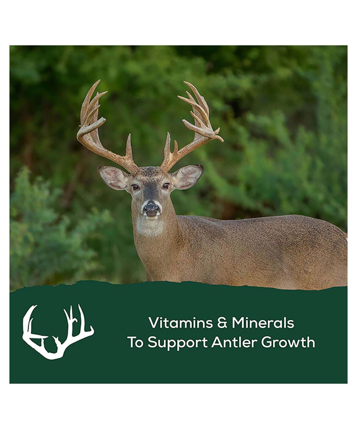 Sportsman 20 | Record Rack Deer Feed