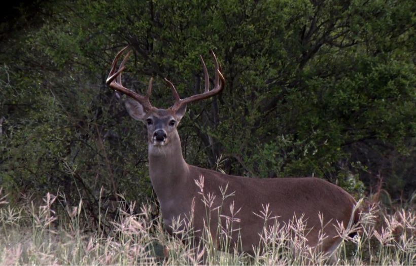 Why Total Digestible Nutrients Mislead Wildlife Feeding | Record Rack ...